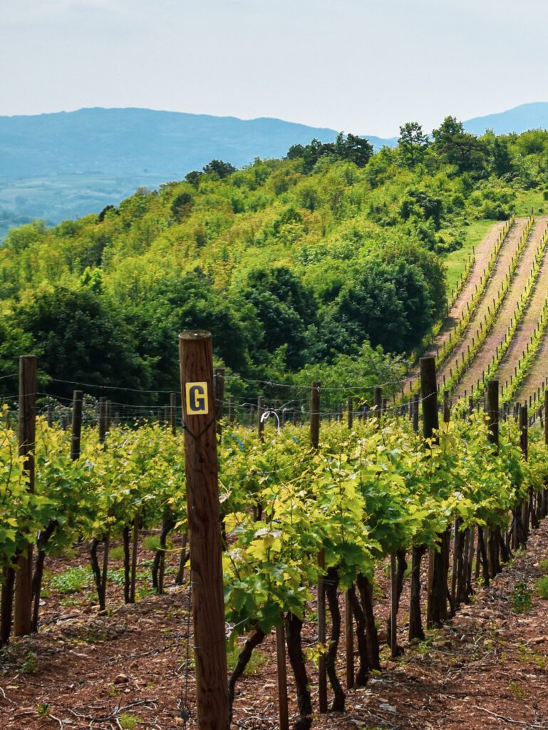 Solar Farm Row Markers - Premax